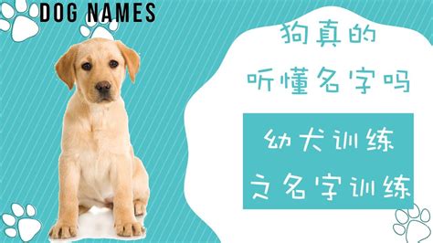 你的狗真的听懂名字吗？名字对狗狗意味什么？如何训练 Youtube