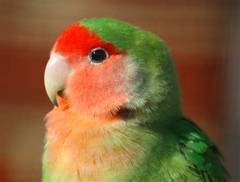 Tipos De Agapornis ¡descubre Todos Los Tipos De Inseparables Que Hay