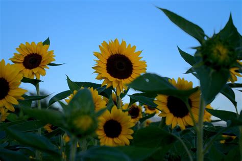 向日葵 夏 ひまわり Pixabayの無料写真