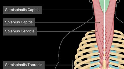 Splenius Muscle