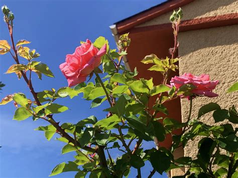 Mickey Mosca Moscamickey Twitter