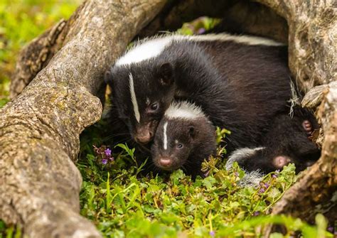 Skunk Mating Season 10 Things You Need To Know