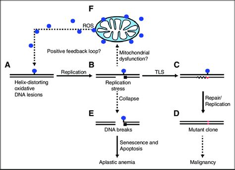 Model For The Role Of Mutagenic Tls In Maintenance Of The Hematopoietic