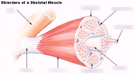 Bms Lab Exercise Diagram Quizlet