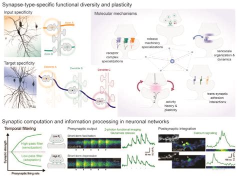 Molecular And Functional Specificity Of Synapses Cncr