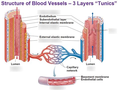 Biology I Module Of The Mcat Self Prep Ecourse Lesson Circulatory