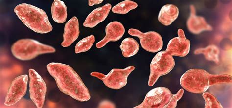 Understanding Stealth Pathogens Well Body Institute