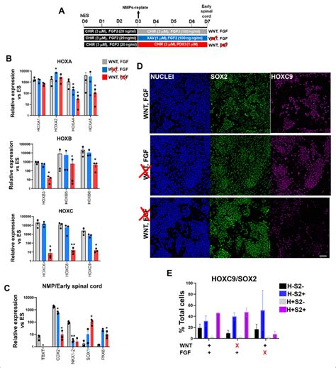 Posterior Axial Identity Acquisition By Nmp Derived Pre Neural Spinal