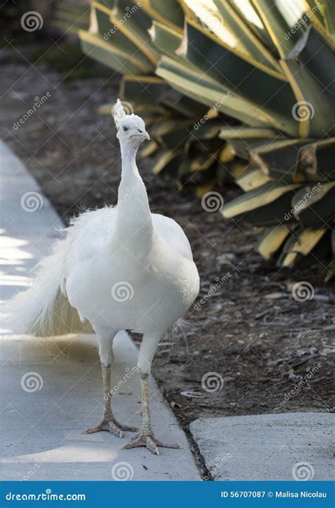 White Peacock Stock Image Image Of Talon Skittish Peacocks 56707087
