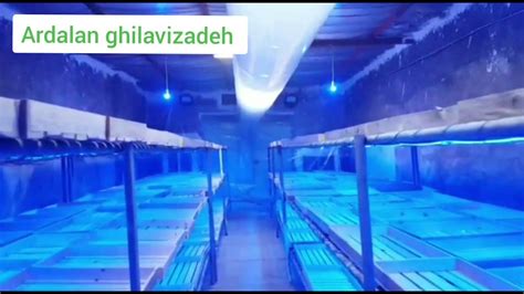 How We Can Grow Saffron Indoors At Home In Controlled Environments