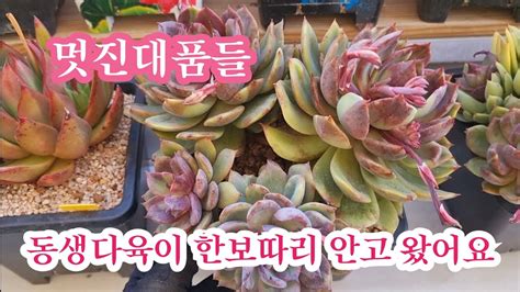 동생이준 선물 보따리 풀어볼게요 블러드마리아 황진이오페라 Youtube
