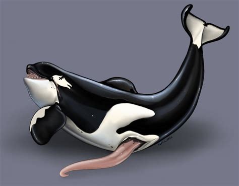 Rule 34 2022 Animal Genitalia Animal Penis Anus Cetacean Cetacean