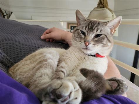 Lynx Point Siamese