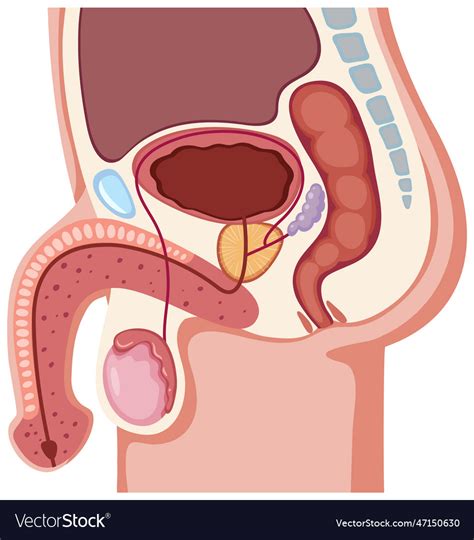 Male Reproductive System Front View Without Labels