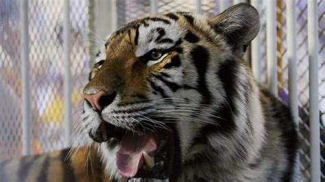 Eeny Meeny Miny Moe Catch A Tiger By His Toe 700wlw Mike Mcconnell