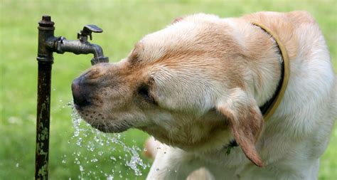 Consejos Para Cuidar A Tu Perro Del Calor Fanáticos De Las Mascotas
