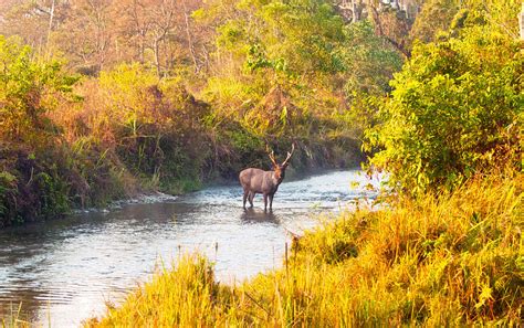 Dooars Tour Dooars Tour Package From Kolkata Banbanjara