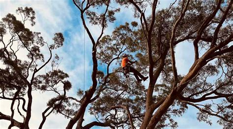 Tree Cutting Services Affordable Efficient And Qualified
