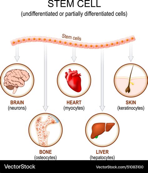 Stem Cell Application Royalty Free Vector Image