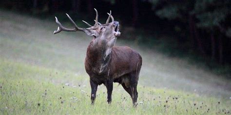 Un Chasseur Tué Après Avoir été Percuté Par Un Cerf