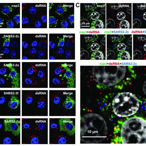 Viral Rna Synthesis Inhibition By Sars Cov 2 2c Veroe6 Rep3 Cells Were