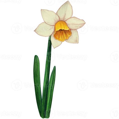 Watercolor Hand Drawn Yellow Daffodil Flower 21383664 PNG