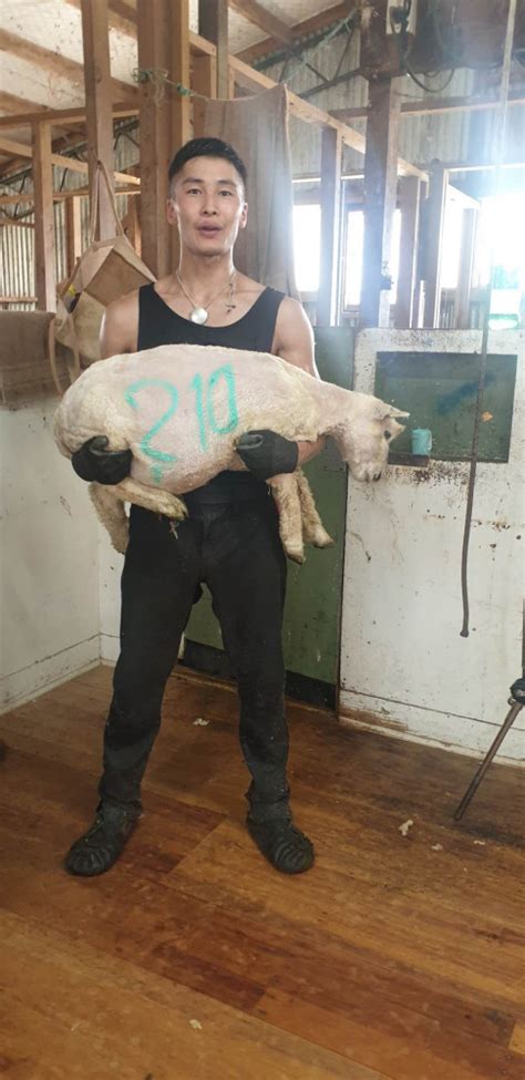 ФОТО Шинэ Зеландад Мэргэжлийн хонь хяргагч аар суралцаж буй дөрвөн монгол залуус нэг өдөрт