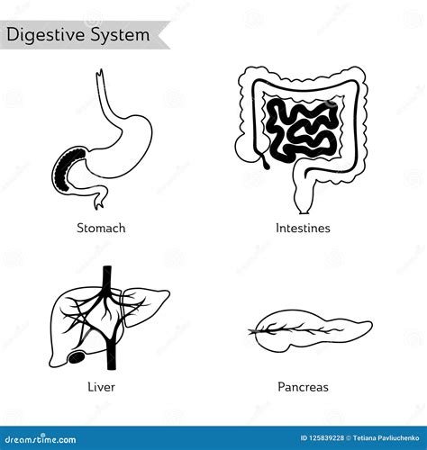 Vector Illustration Of Human Digestive System Stock Vector
