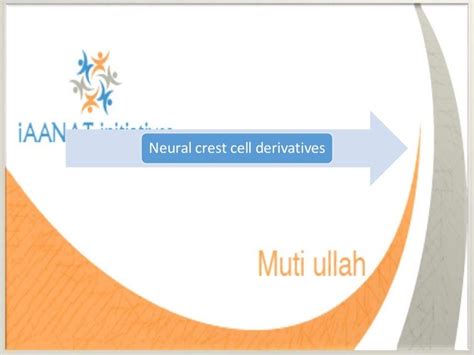 Neural Crest Cell Derivatives