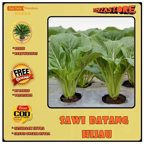 Biji Benih Sawi Caisim Unggul Sawi Hijau Batang Besar 200 Biji Lazada Indonesia