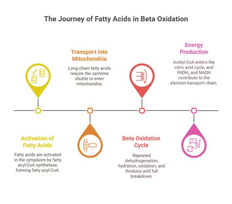 Understanding Beta Oxidation Energy Yield Explained Bio Chemhub