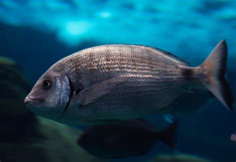 Migratory Freshwater Fish Decline By Over 90 In South America