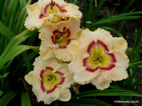 Ruby Lipstick Vyšniauskų Gėlės