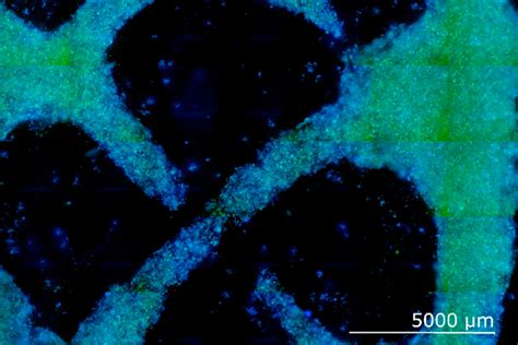 실험실에서 식물 조직 배양하는 방법 테크레시피