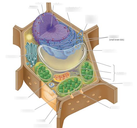 Diagram Of Biology Unit 1 Quizlet