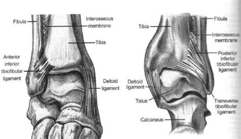 Tibial Plafond