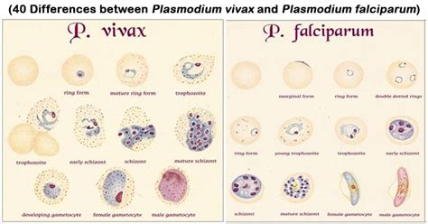 Plasmodium Vivax Vs Plasmodium Falciparum 40 Differences