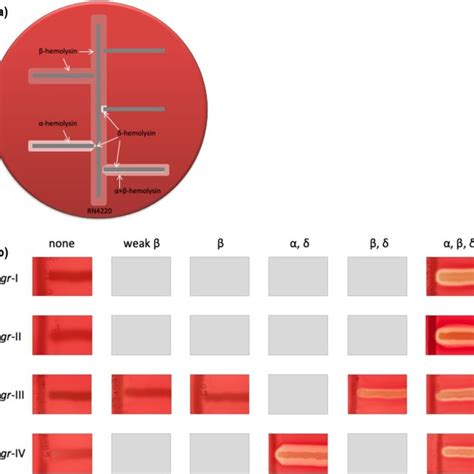 Haemolytic Activities Of S Aureus Isolates On Sheep Blood Agar Sba