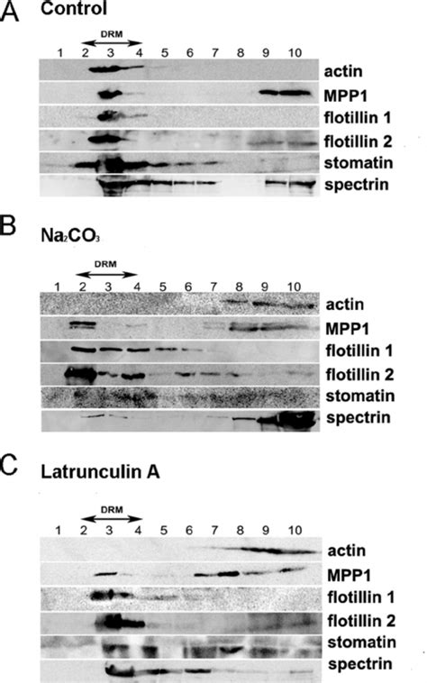 Presence Of Assembled Spectrin Actin Membrane Skeleton Does Not Affect