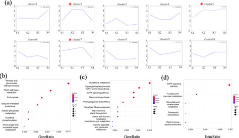 Transcript Abundance Of Differentially Expressed Genes During Flower Download Scientific