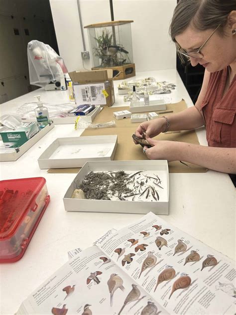 Tws2024 Burmese Pythons Eat Their Way Across The Continent The Wildlife Society