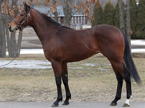 【pog】ルメールを背に来週初陣へ サトノドルチェ楽しみ馬三郎のつぶやき 競馬ニュース Netkeiba