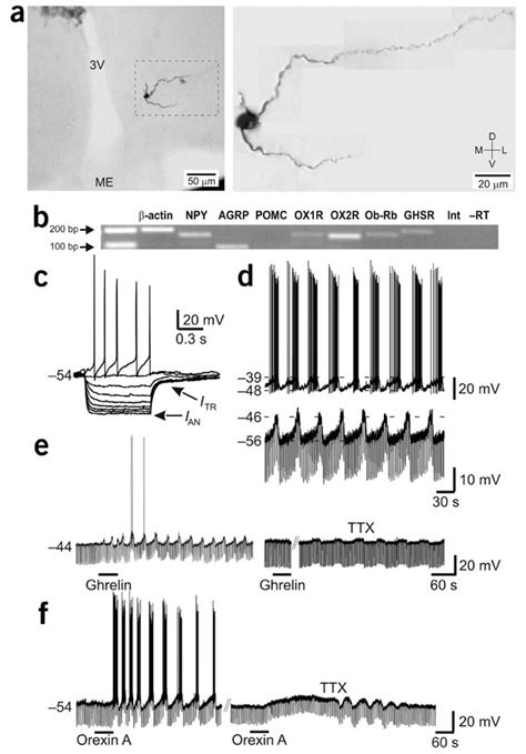 Orexigen Sensitive Pacemaker Activity In Arc Npy Agrp Neurons A Download Scientific Diagram