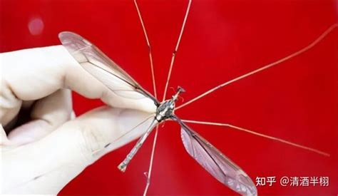 争议激增！美国计划释放24亿只转基因蚊子，引发质疑与担忧 知乎