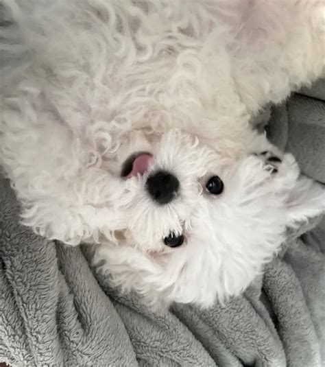 🐶なかむら🐹 On Twitter Rt Yokomiyananami 横宮七海ちゃんが生まれた日です 永遠の17歳のお誕生日 ㊗️