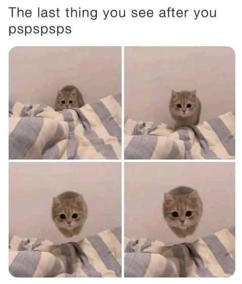 You Re Doomed Funny Cat Memes Cute Cats Funny Cute Cats