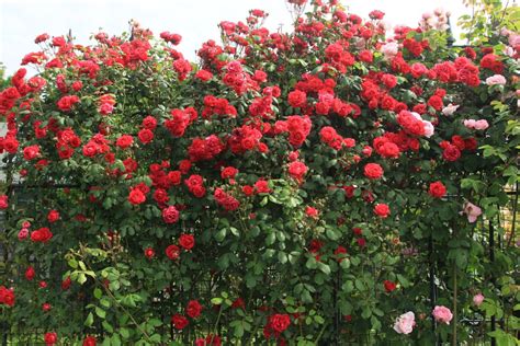 PAUL’S SCARLET – VARDOMANIA