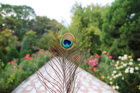Premium Photo Peacock Feather Close Up Background