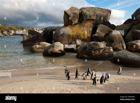 African Penguins Spheniscus Demersus Boulders Beach Cape Peninsula