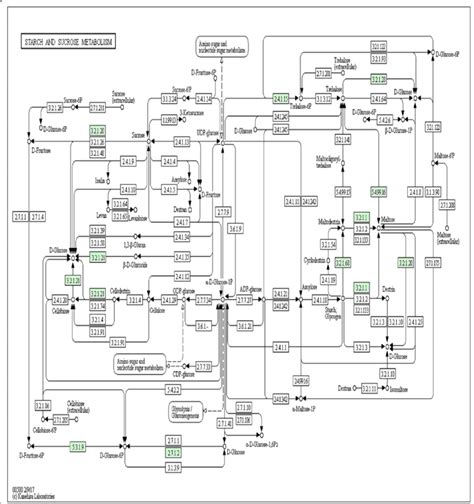 Pathway For Starch And Sucrose Metabolism Performed Using The Kegg